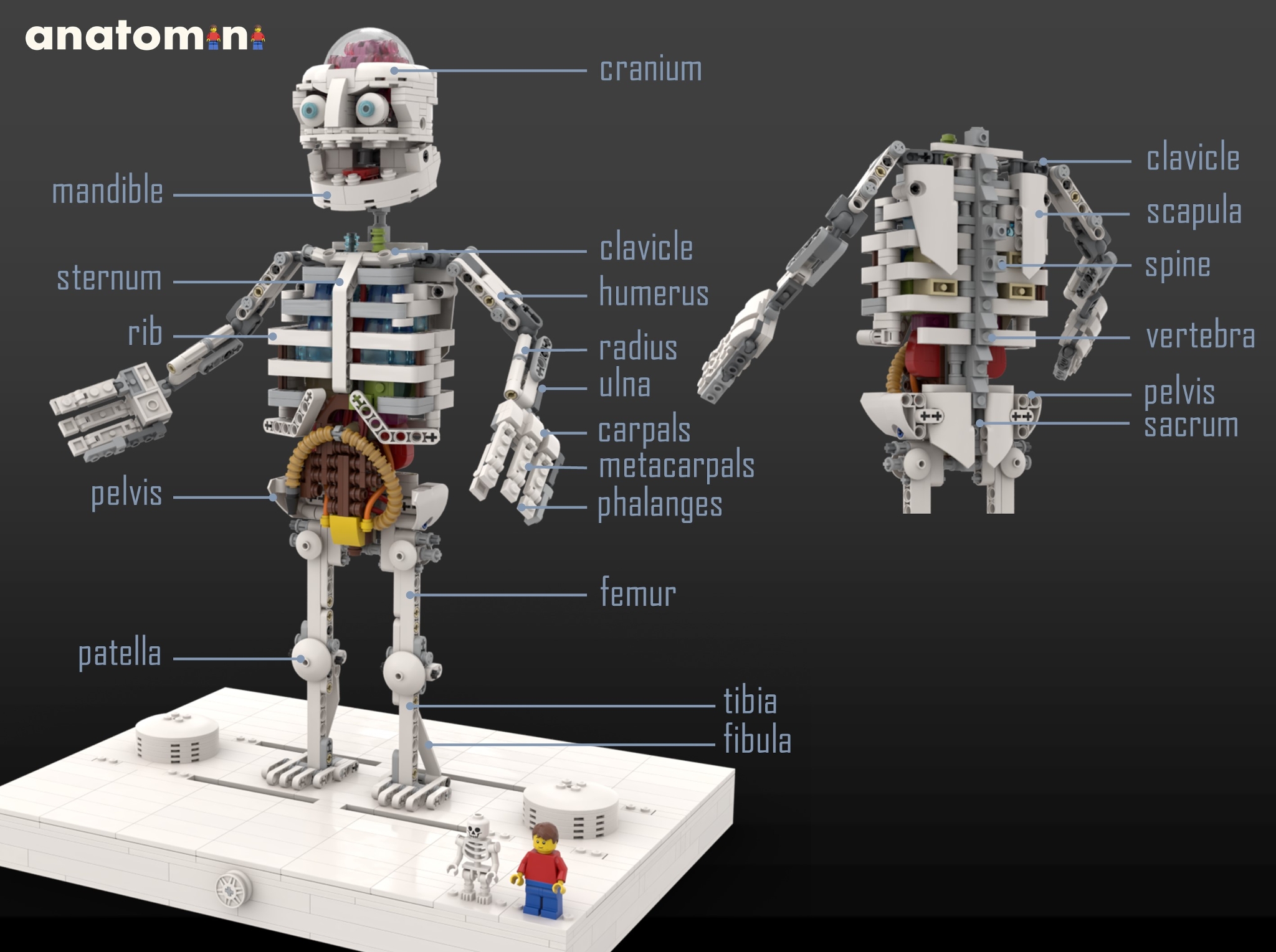 [Anatomini] [BrickLink]