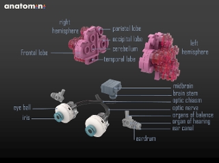 [Anatomini] [BrickLink]