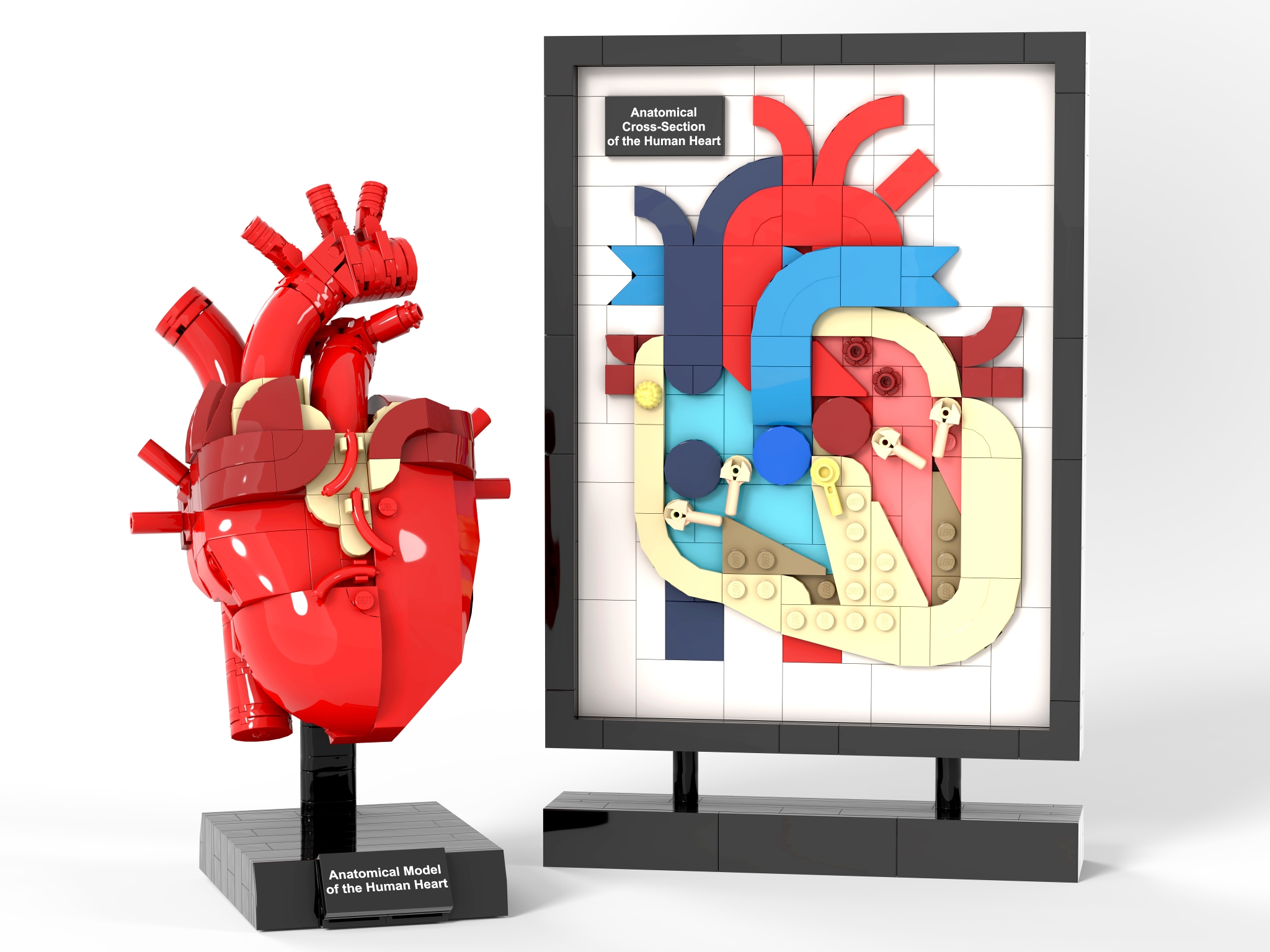 [Anatomy of The Human Heart] [BrickLink]